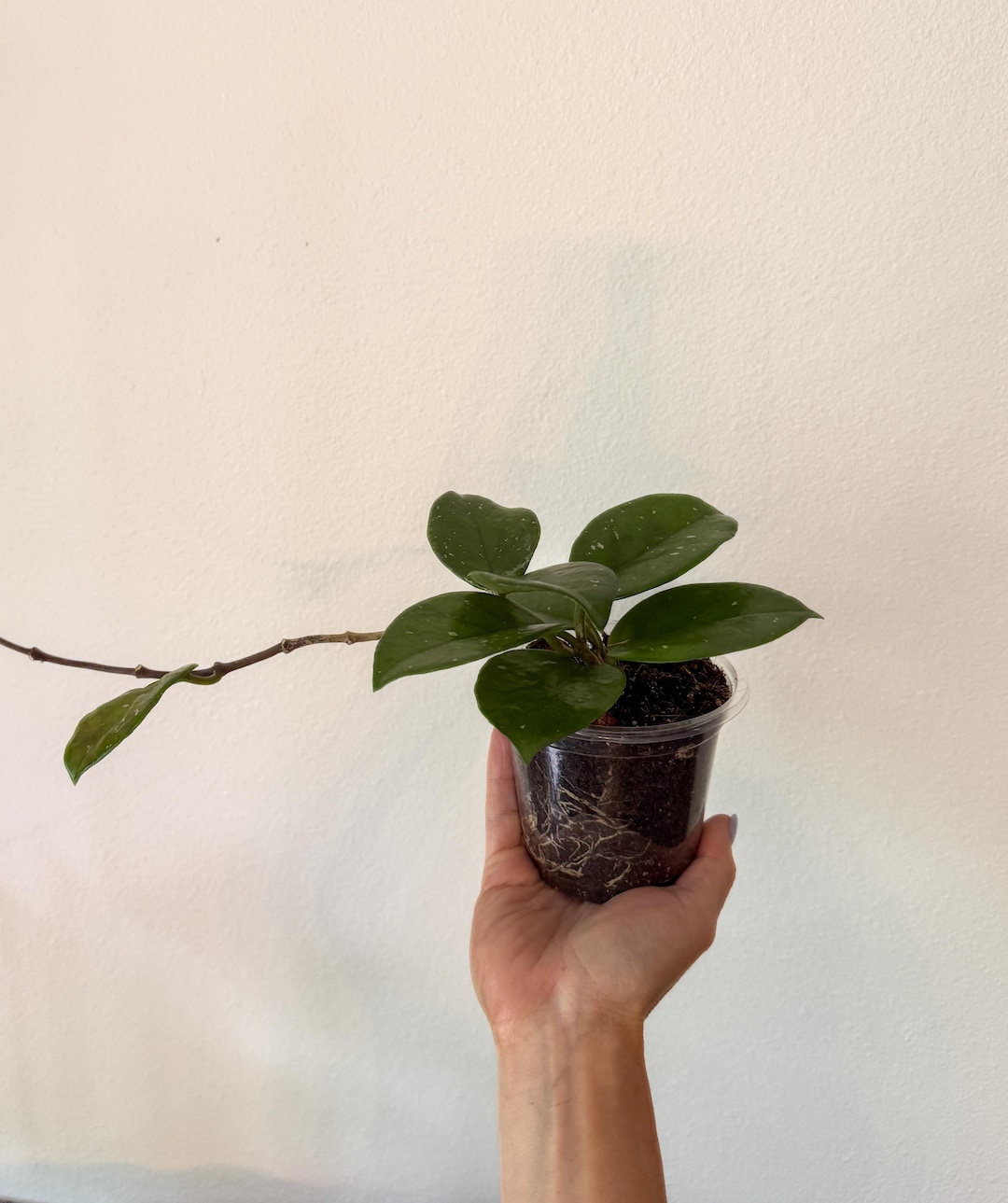 Hoya Chelsea | Hoya Carnosa Chelsea | Waxy Trailing Plant With Dimples ...