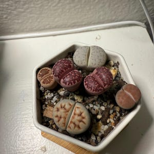3 Pack Lithops STARTER KIT. - Etsy