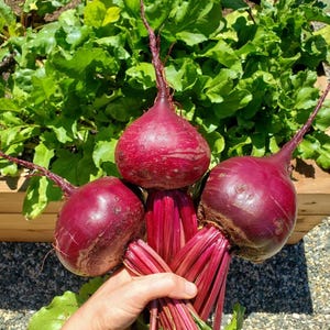 1 Organic Beet Live Plant - Etsy