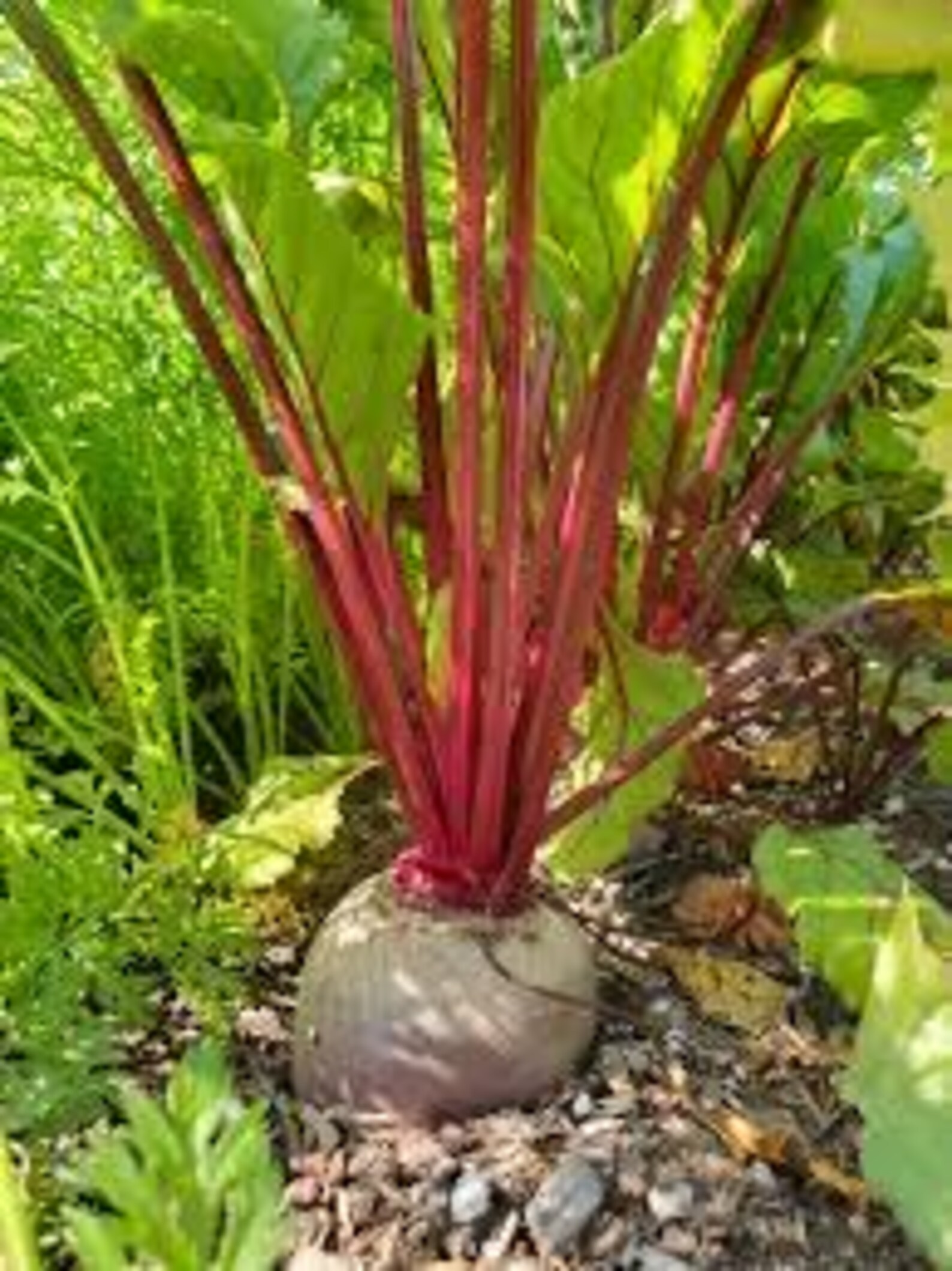 1 Organic Beet Live Plant - Etsy
