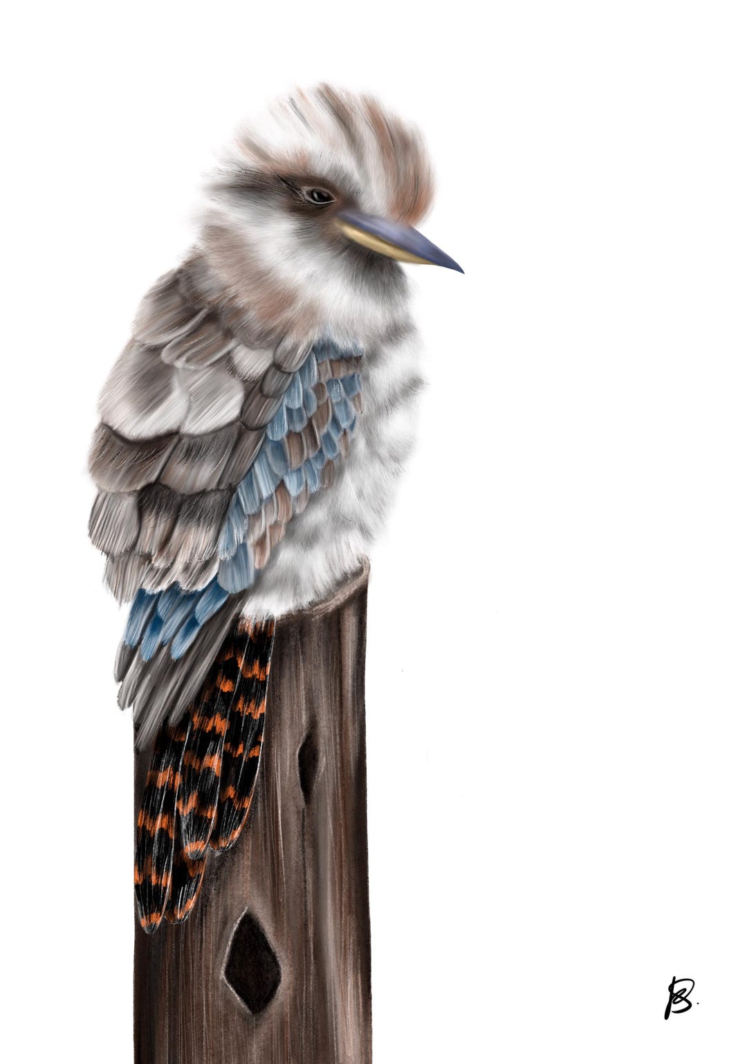 Kookaburra Illustration: Fine Art Print on Canson Paper - Etsy
