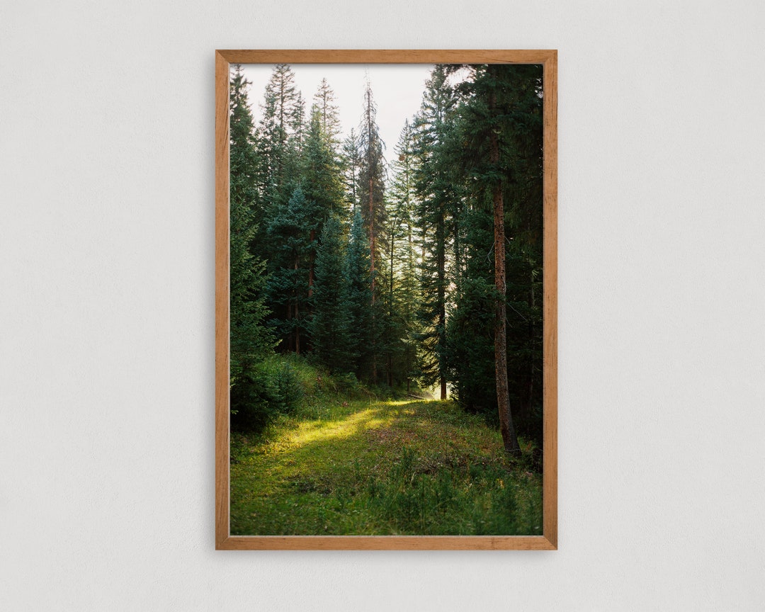 Forest Photography Print - Nature Wall Art - Forest Canvas Art - Green ...