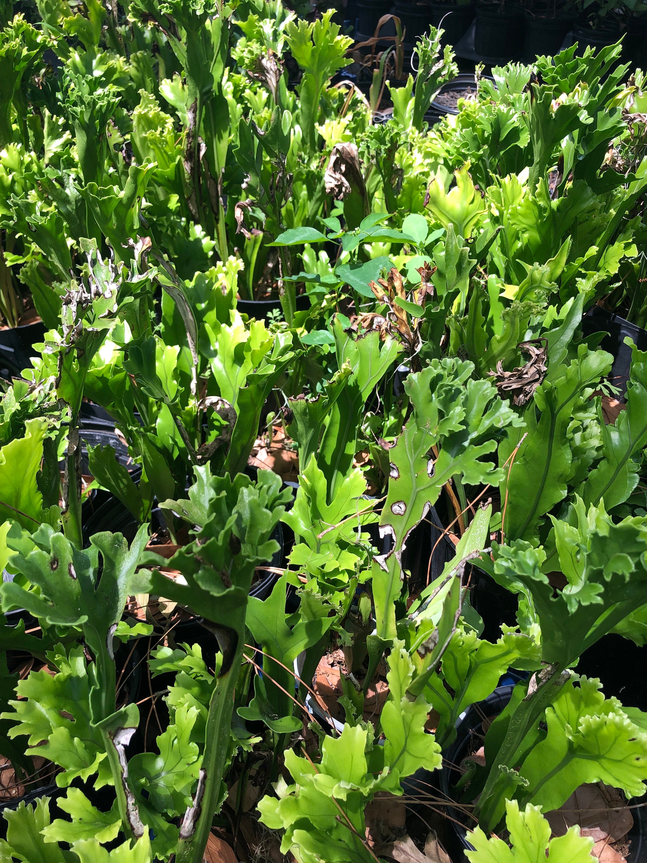 Rare Lettuce Curly Fern Plant 'nephrolepis Exaltata 'emina' / Fern ...