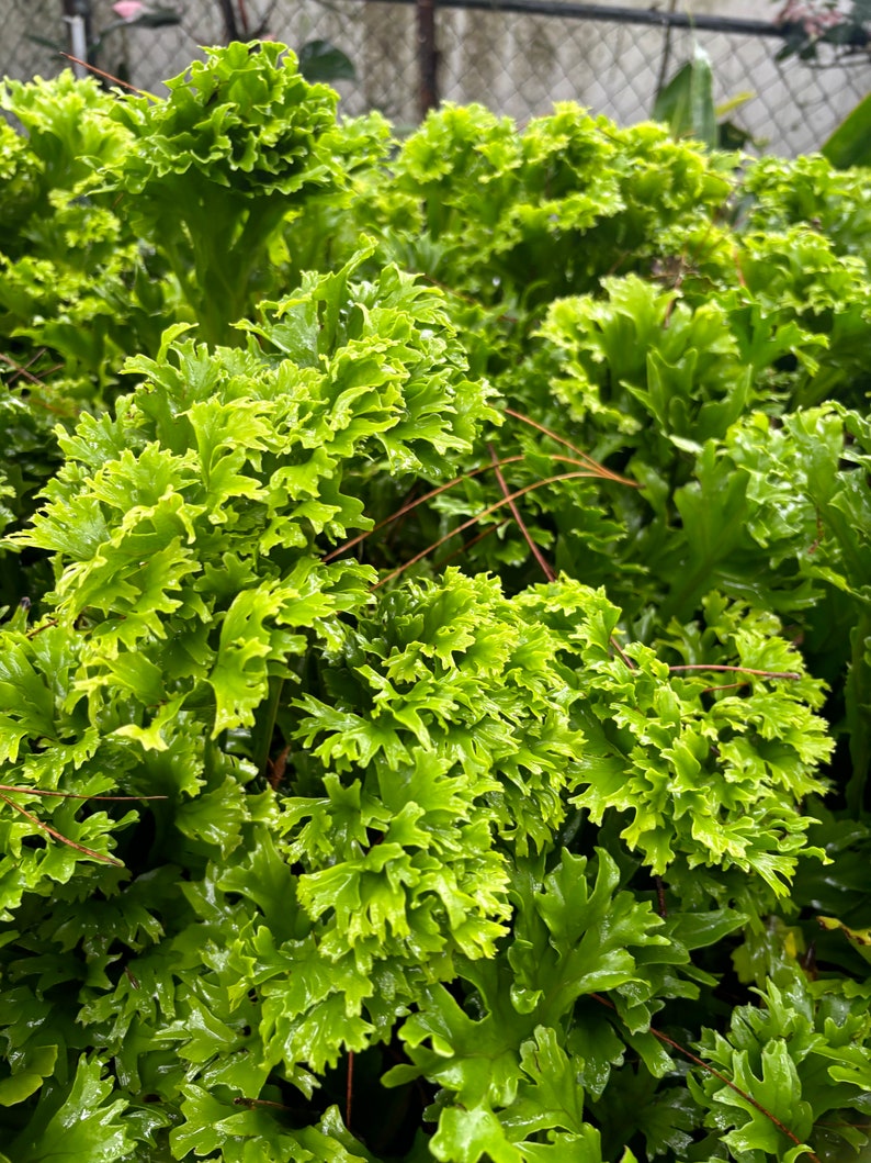 Rare Lettuce Curly Fern Plant 'nephrolepis Exaltata 'emina' / Fern ...