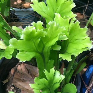 Rare Lettuce Curly Fern Plant 'nephrolepis Exaltata 'emina' / Fern ...
