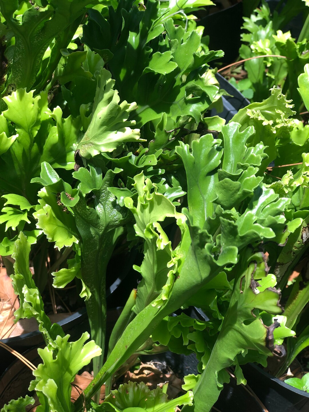 Rare Lettuce Curly Fern Plant 'nephrolepis Exaltata - Etsy
