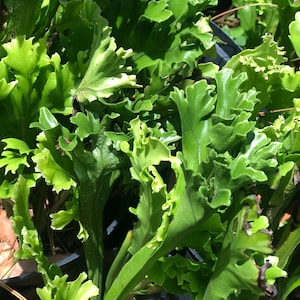 Rare Lettuce Curly Fern Plant 'nephrolepis Exaltata 'emina' / Fern ...