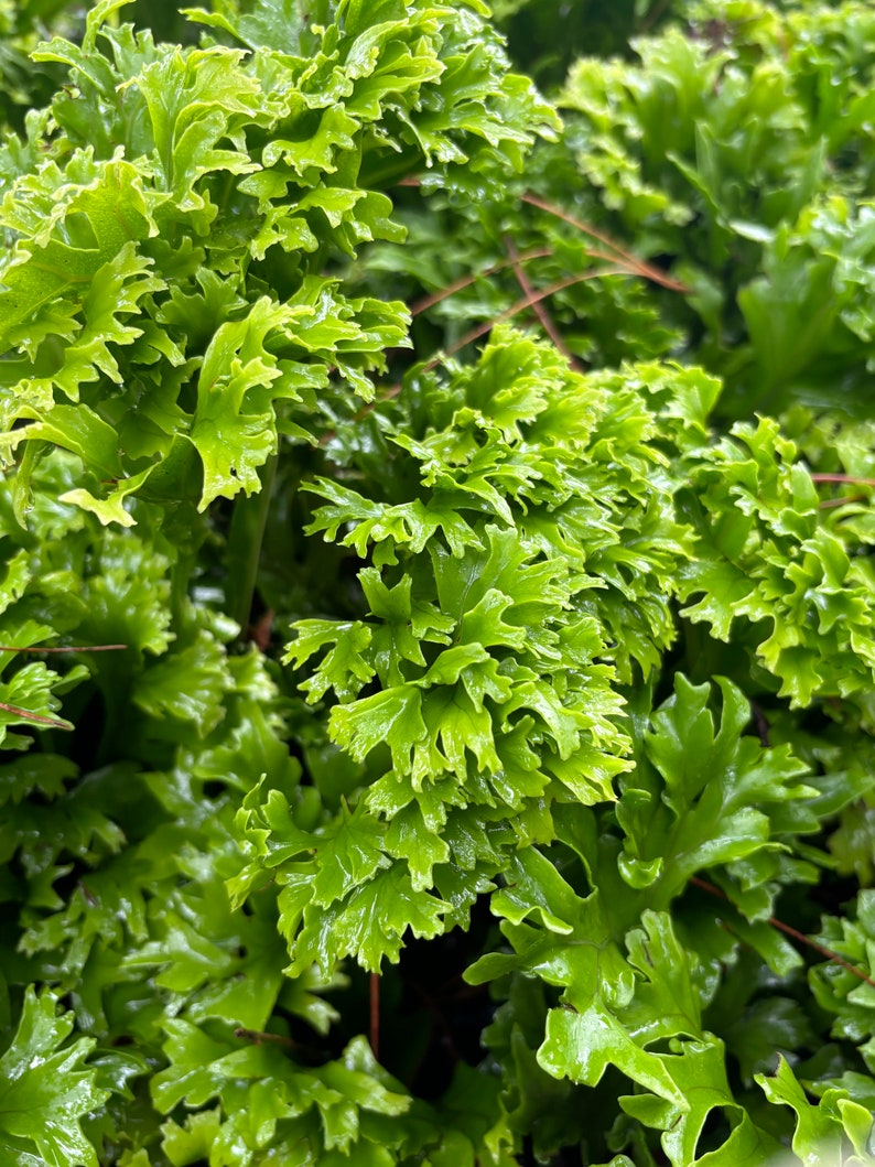 Rare Lettuce Curly Fern Plant 'nephrolepis Exaltata 'emina' / Fern ...