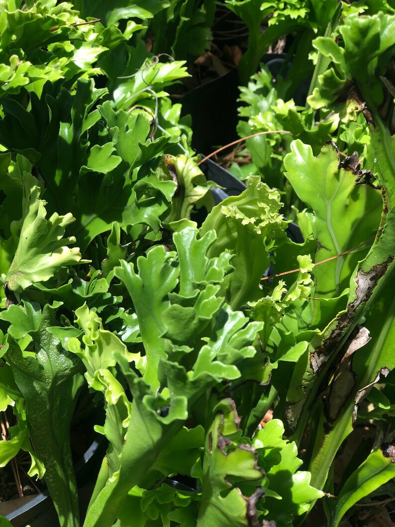 Rare Lettuce Curly Fern Plant 'nephrolepis Exaltata 'emina' / Fern ...