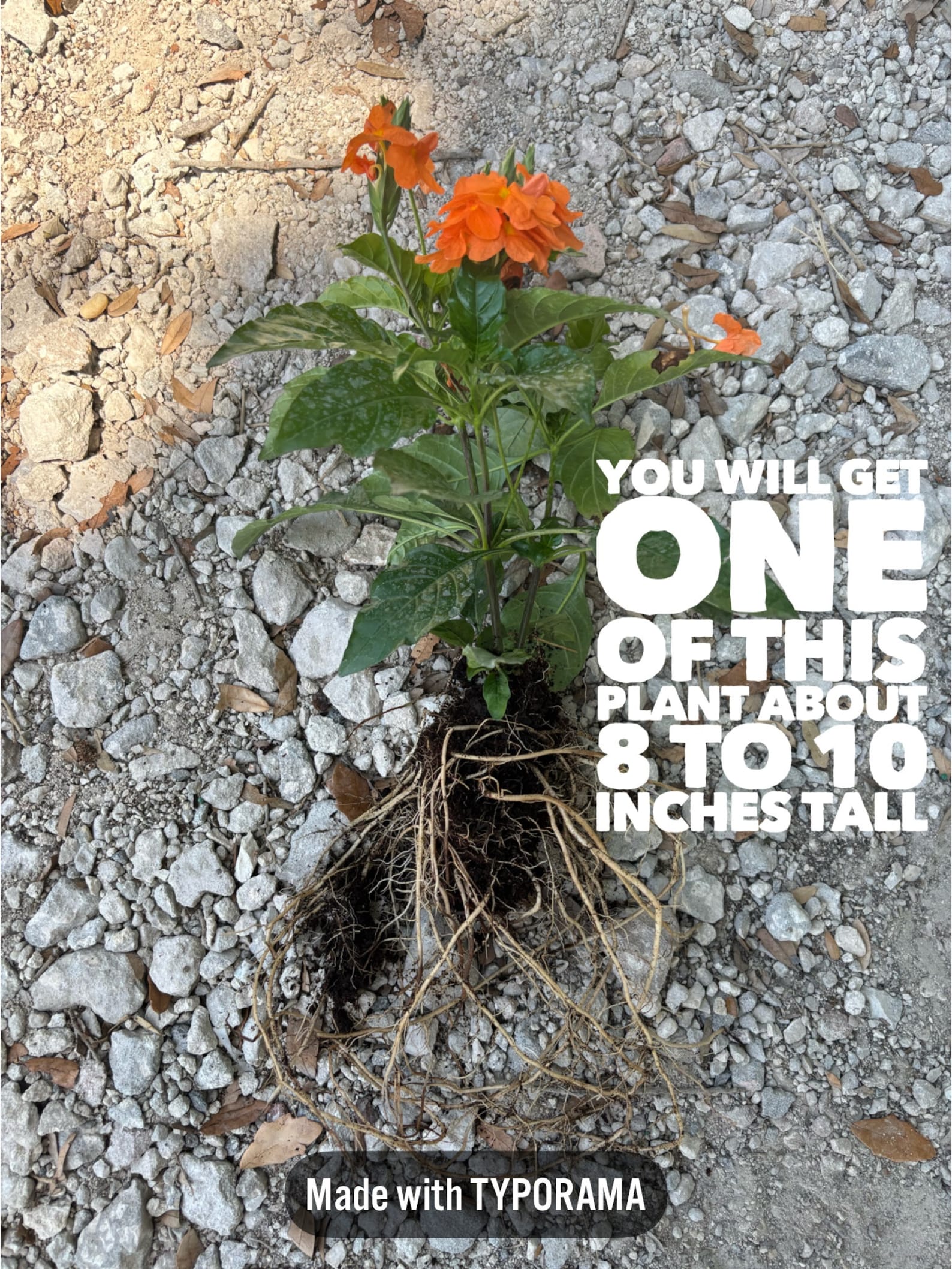 Live Crossandra 'orange Marmalade' Plant – Tropical Indoor/outdoor ...