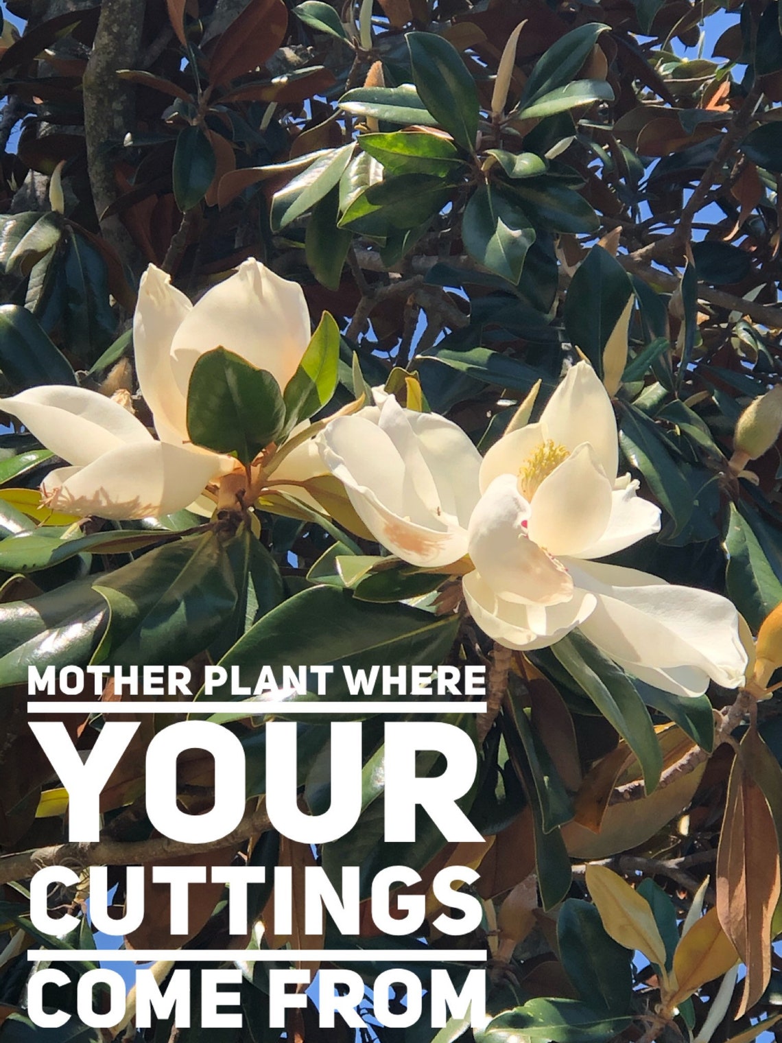 10 Southern Magnolia Cuttings – Magnolia Grandiflora Evergreen Tree ...