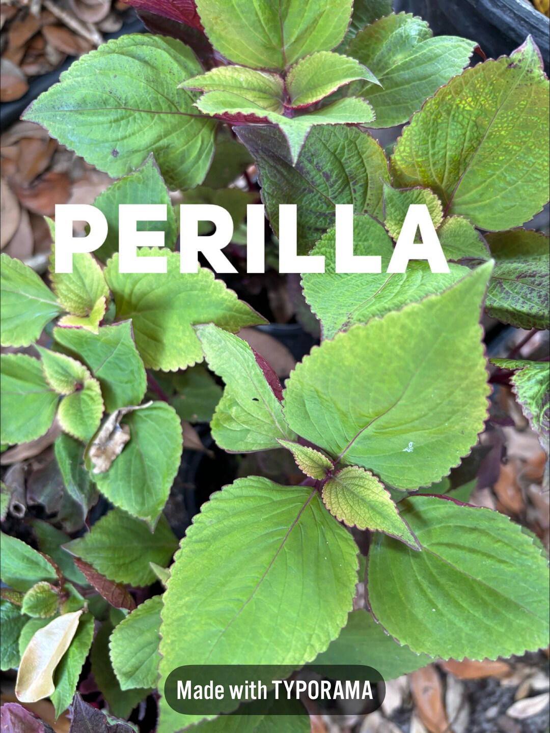Perilla Frutescens Red Green Leaf Perilla Mint Chinese Basil and Wild ...