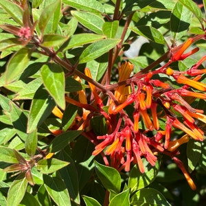 1 Fully Rooted Firebush Hummingbird Amelia Patens Scarlet Bush ...