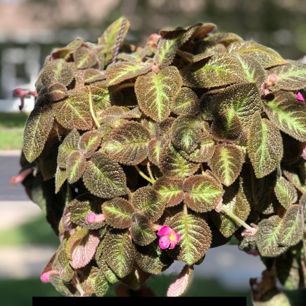Episcia - Etsy