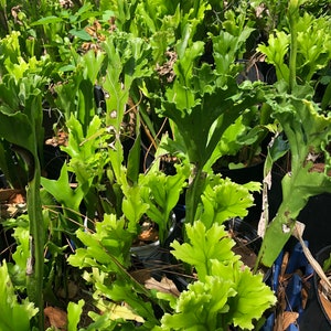 Rare Lettuce Curly Fern Plant 'nephrolepis Exaltata 'emina' / Fern ...