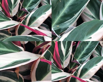 Red Ginger Plant - Etsy