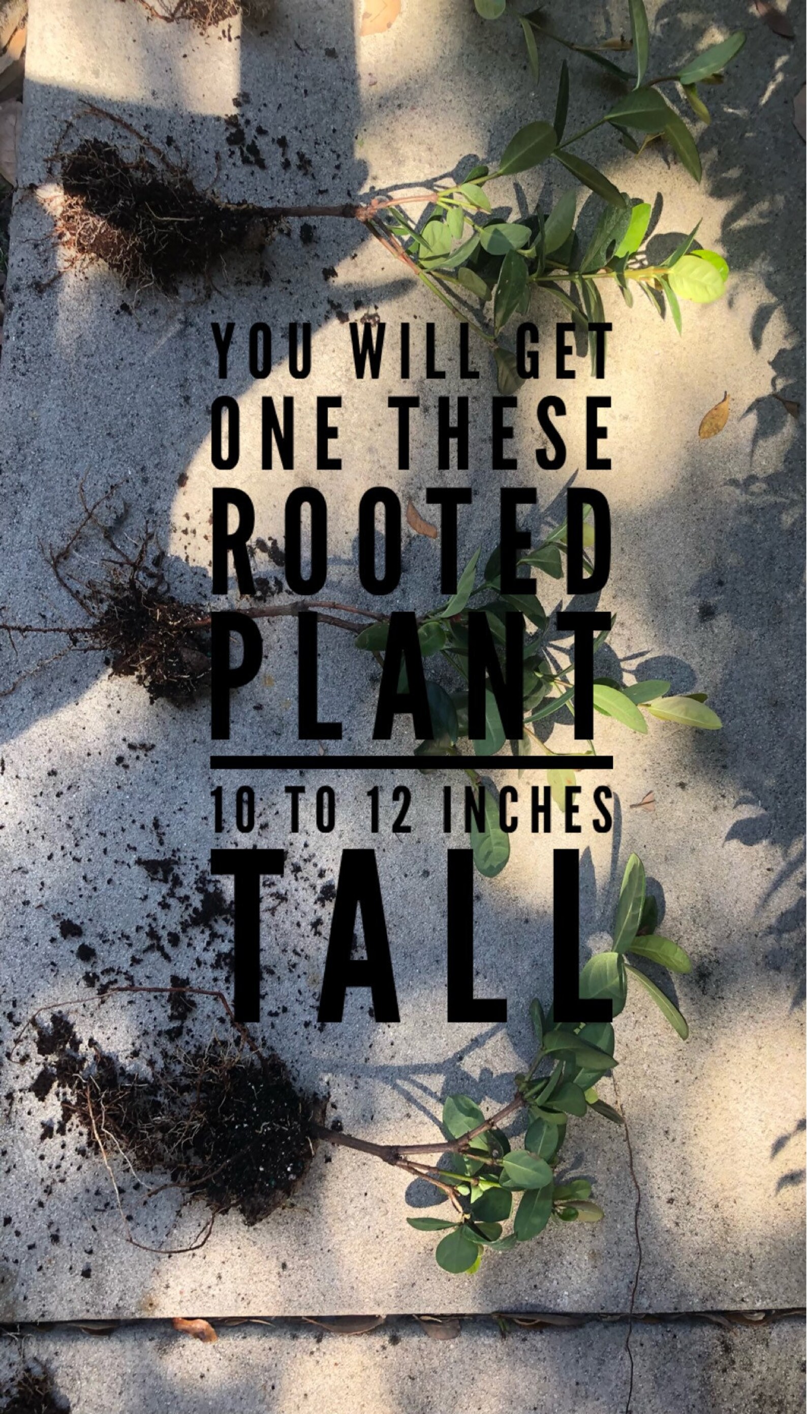 One Fully Rooted 12 Inches Ixora Live Plant Tropical Hedge | Etsy