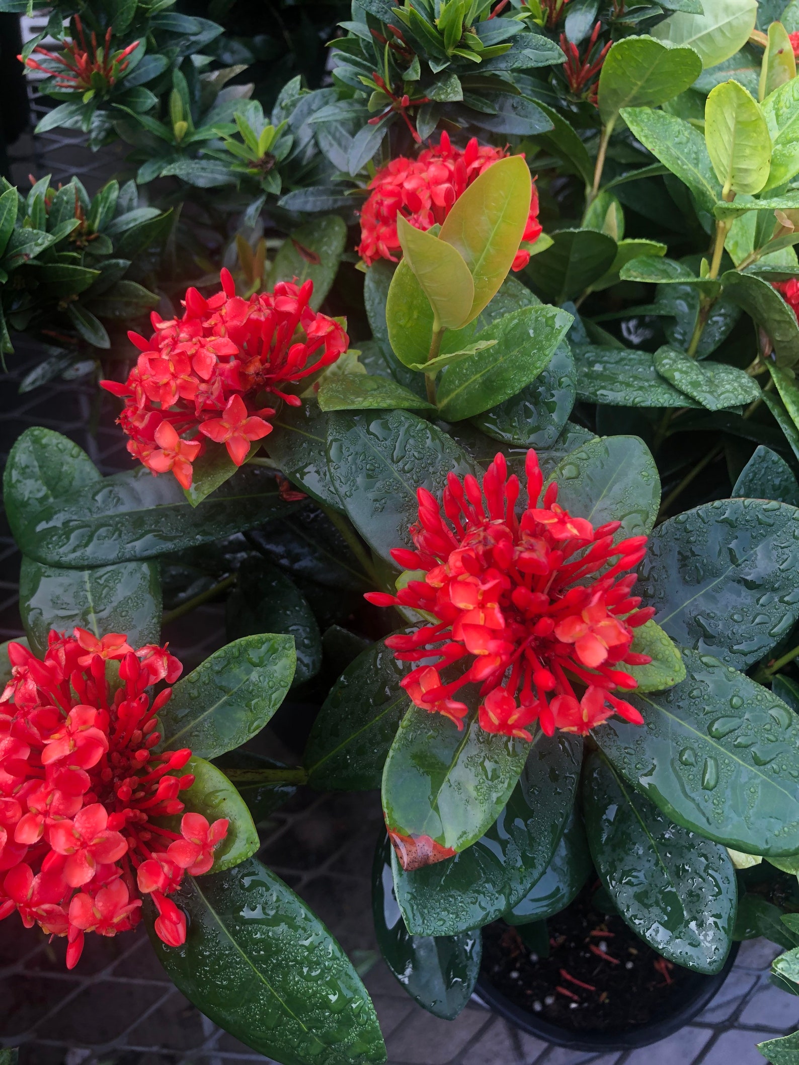 One Fully Rooted 12 Inches Ixora Live Plant Tropical Hedge Shrub Maui ...