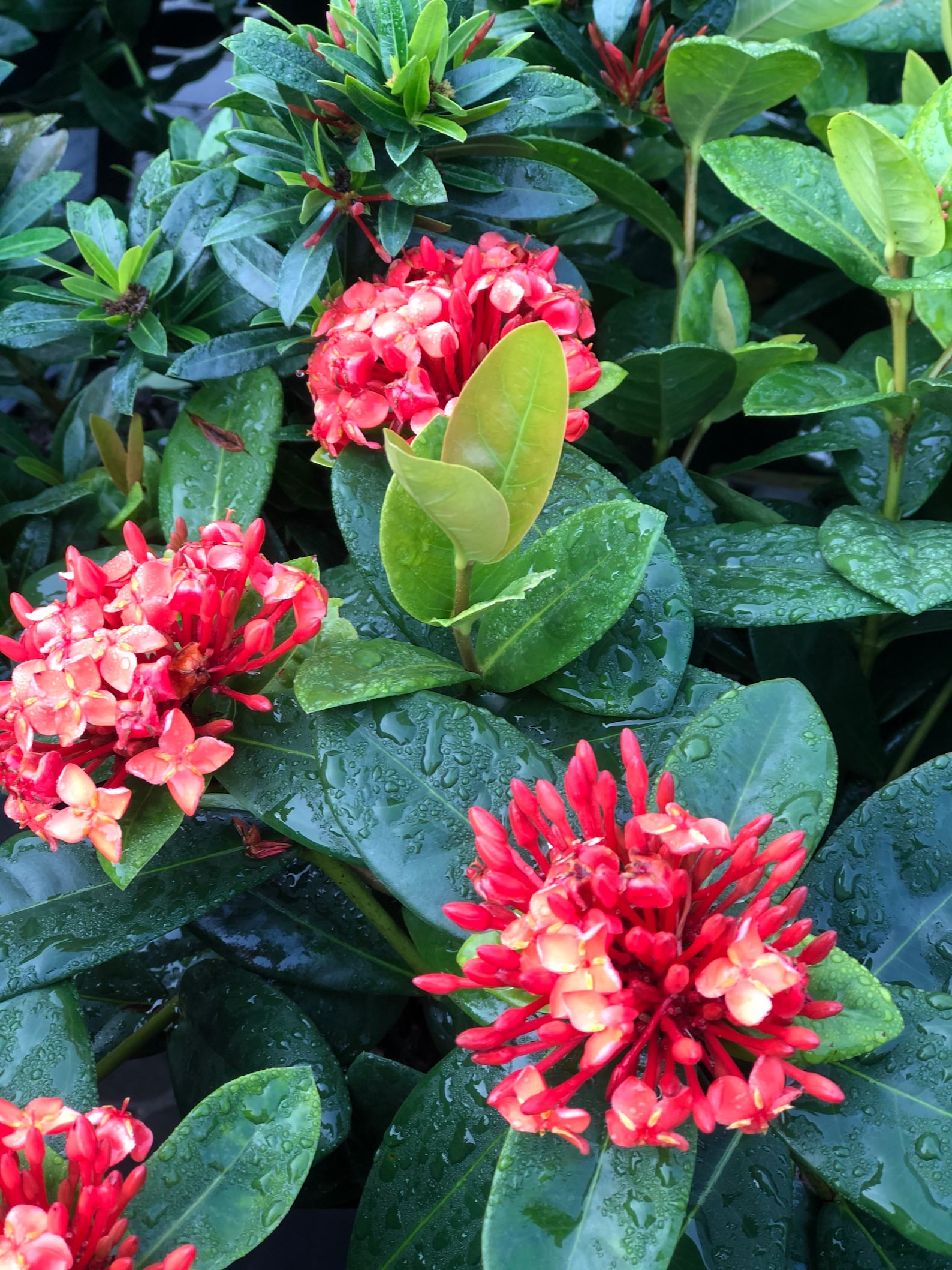 One Fully Rooted 12 Inches Ixora Live Plant Tropical Hedge | Etsy