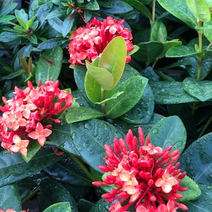 One Fully Rooted 12 Inches Ixora Live Plant Tropical Hedge Shrub Maui ...