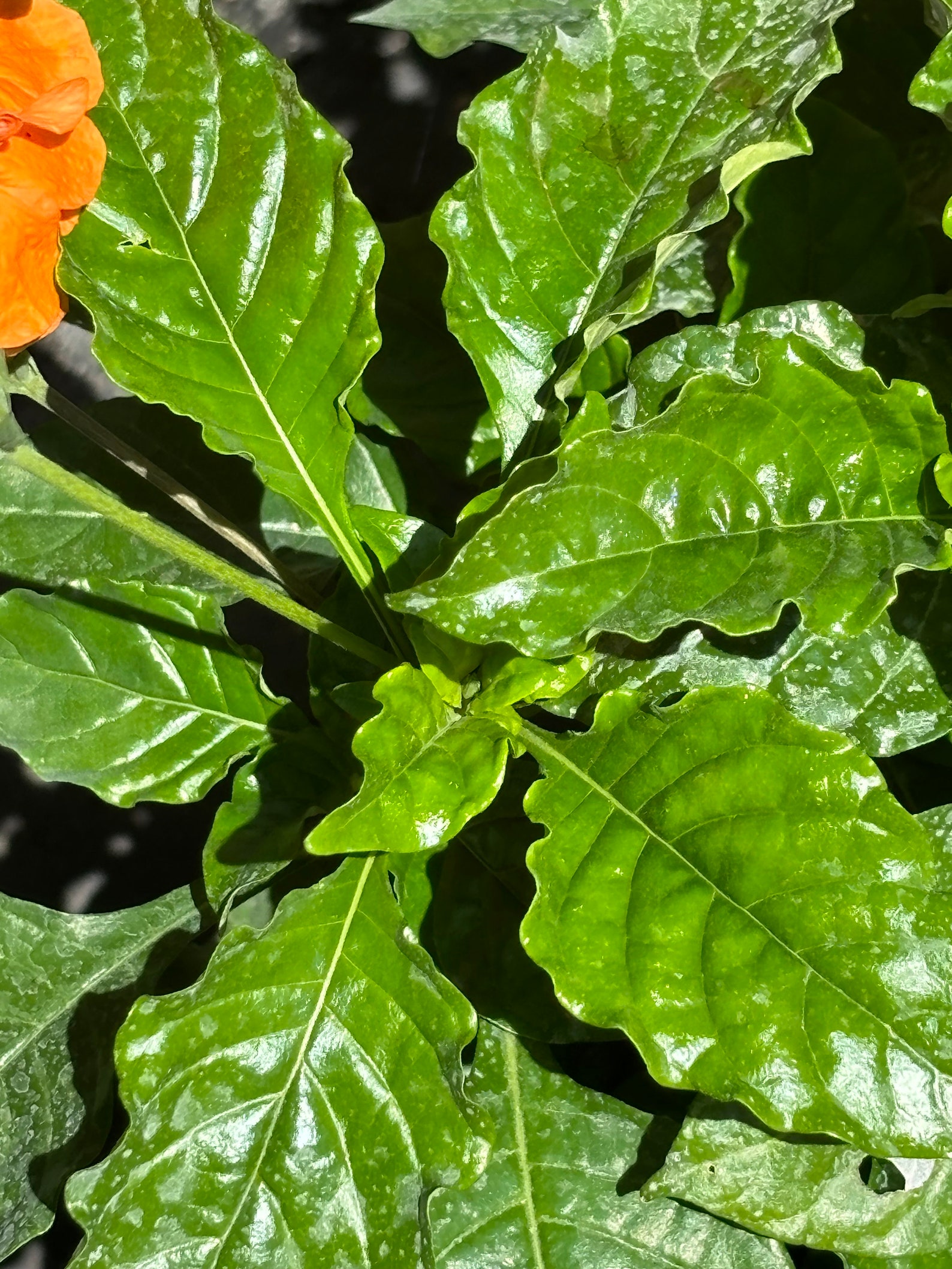 Live Crossandra 'orange Marmalade' Plant – Tropical Indoor/outdoor ...