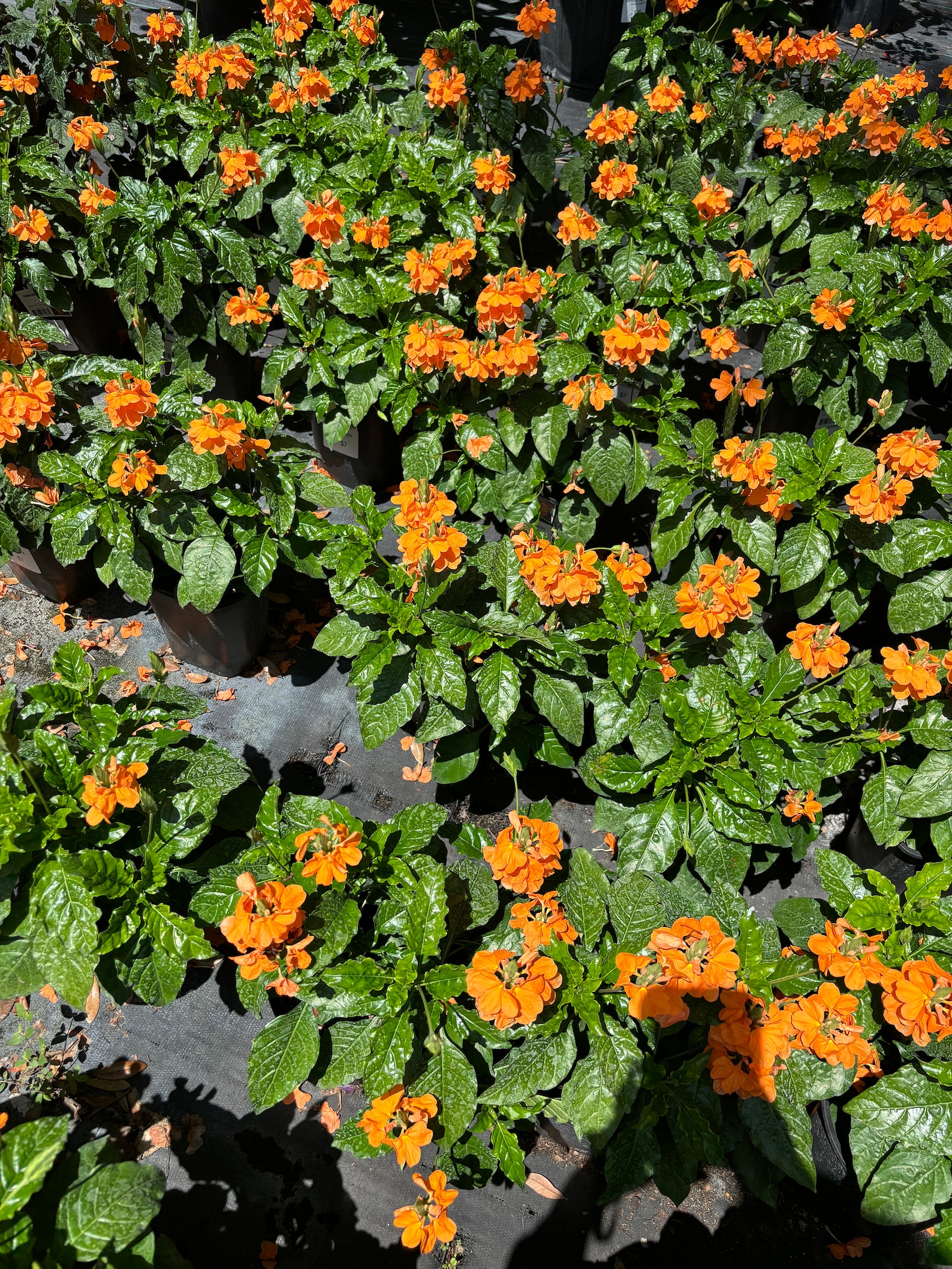 Live Crossandra 'orange Marmalade' Plant – Tropical Indoor/outdoor ...