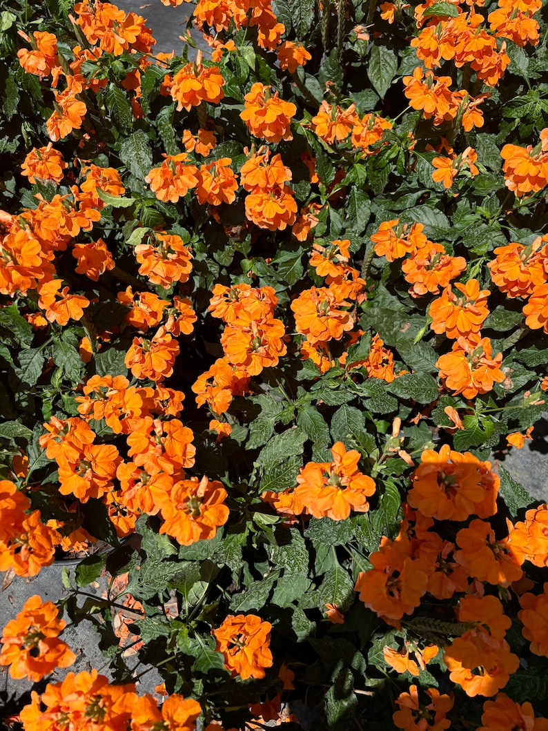 Live Crossandra 'orange Marmalade' Plant – Tropical Indoor/outdoor ...