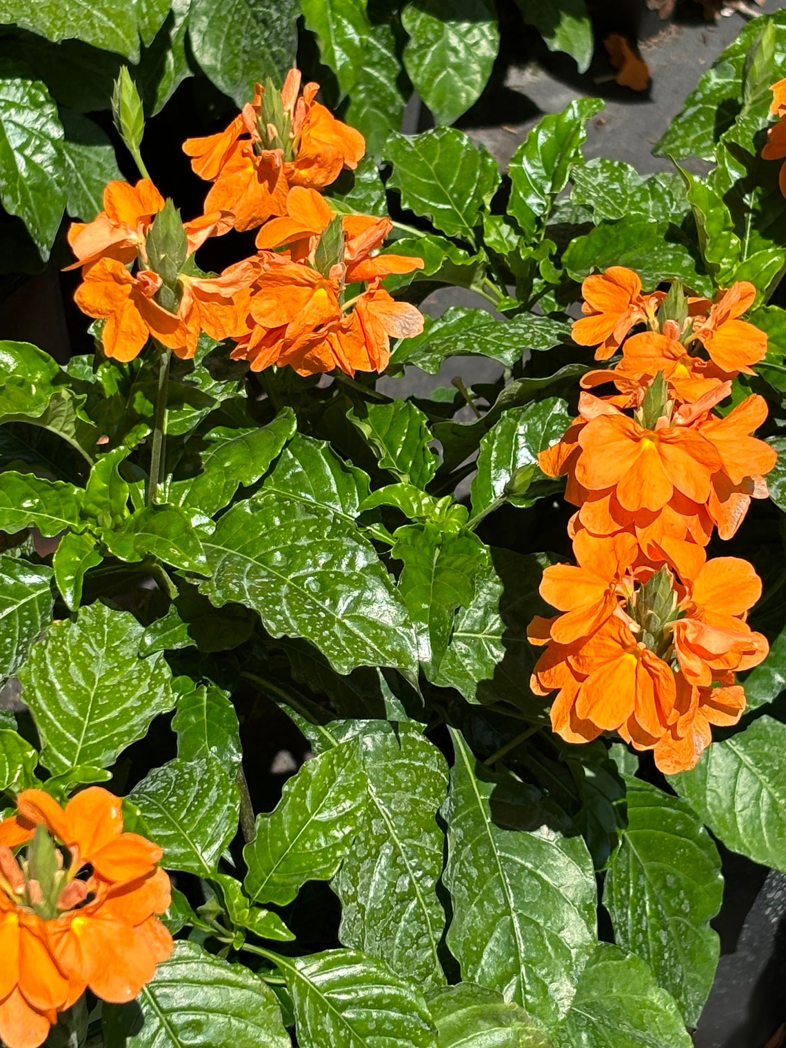 Live Crossandra 'orange Marmalade' Plant – Tropical Indoor/outdoor ...