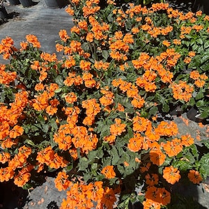 Live Crossandra 'orange Marmalade' Plant – Tropical Indoor/outdoor ...