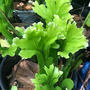 Rare Lettuce Curly Fern Plant 'nephrolepis Exaltata 'emina' / Fern ...