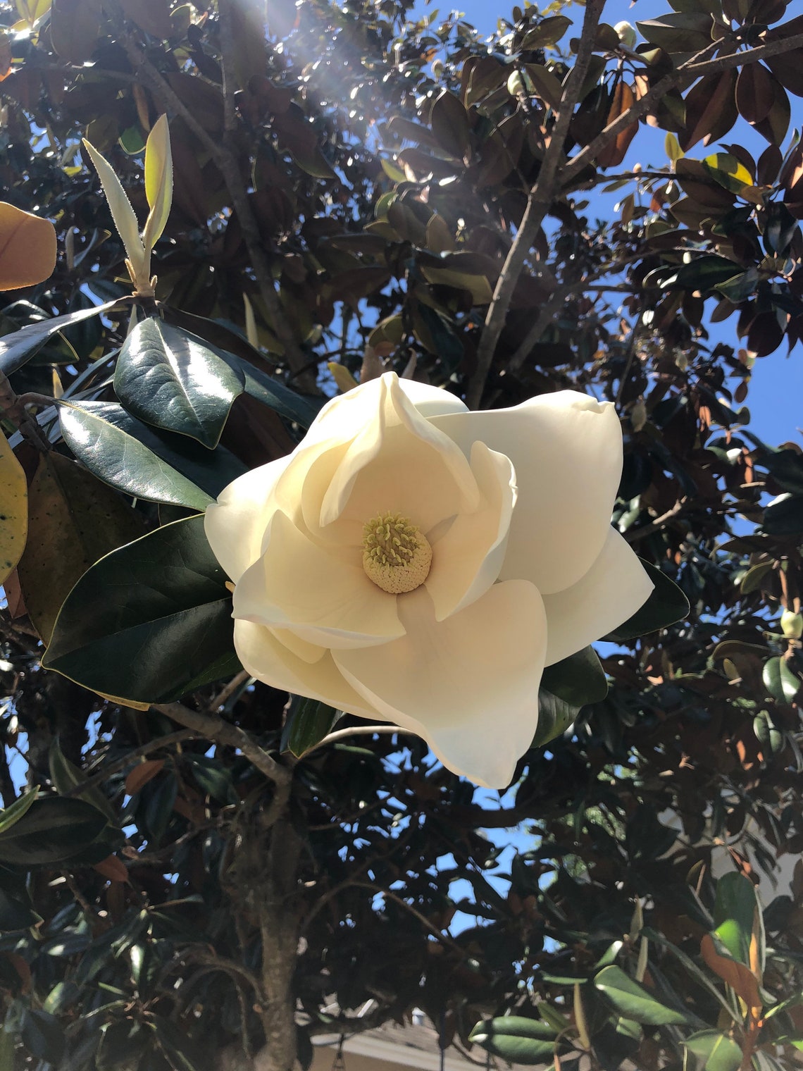 10 Southern Magnolia Cuttings – Magnolia Grandiflora Evergreen Tree ...