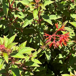 1 Fully Rooted Firebush Hummingbird Amelia Patens Scarlet Bush ...