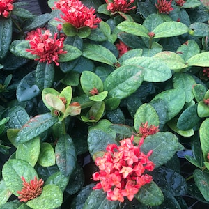 One Fully Rooted 12 Inches Ixora Live Plant Tropical Hedge Shrub Maui ...