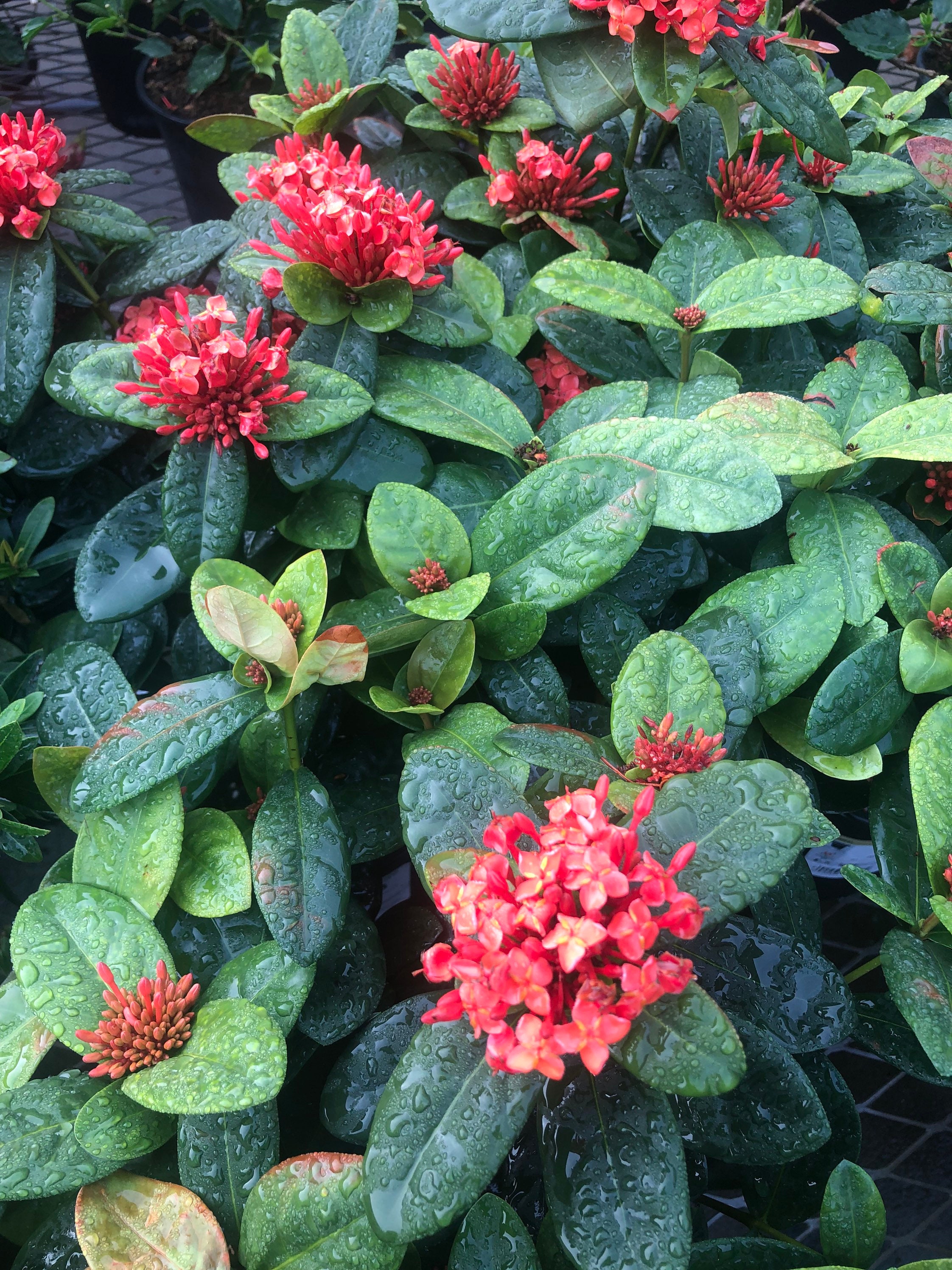One Fully Rooted 12 Inches Ixora Live Plant Tropical Hedge Shrub Maui ...