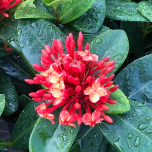 One Fully Rooted 12 Inches Ixora Live Plant Tropical Hedge Shrub Maui ...