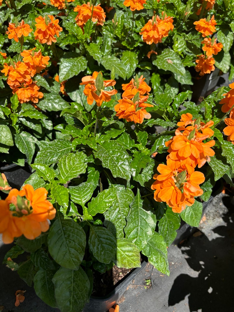 Live Crossandra 'orange Marmalade' Plant – Tropical Indoor/outdoor ...