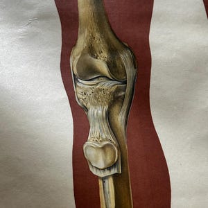 Vintage German Anatomy Posters Skeletal Life Size RARE - Etsy