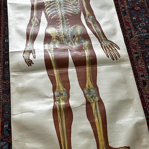 Vintage German Anatomy Posters Skeletal Life Size RARE - Etsy