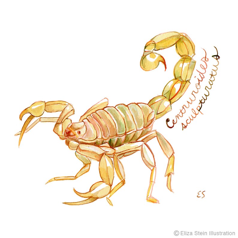 Arizona Bark Scorpion 8x8 Art Print, Centruroides Sculpturatus, Desert ...