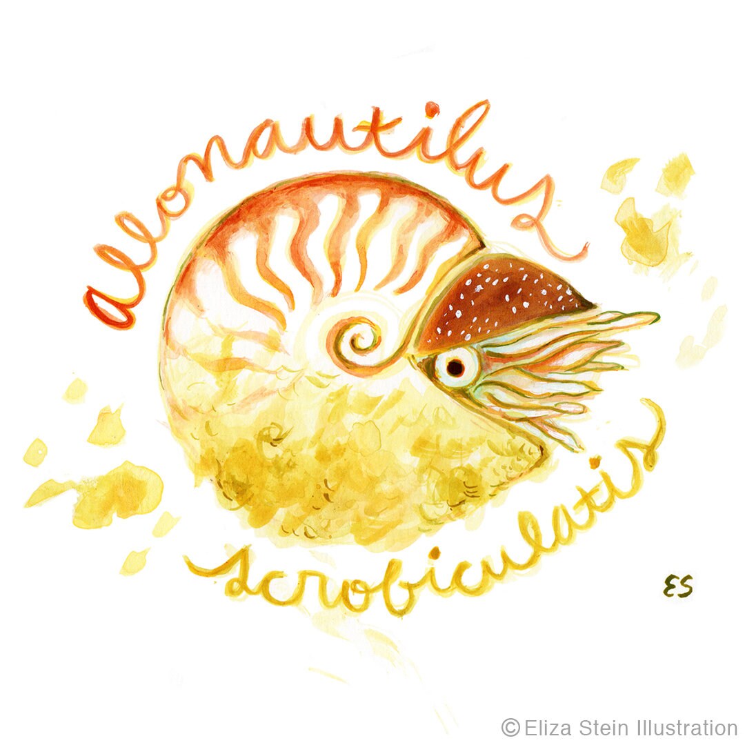 Fuzzy Golden Nautilus 8x8 Square Fine Art Giclee Print, Allonautilus ...