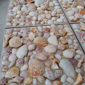 Coastal Decor, Shell Tiles, Fireplace Tiles, Sea Shells, Decorative ...