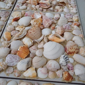 Coastal Decor, Shell Tiles, Fireplace Tiles, Sea Shells, Decorative ...