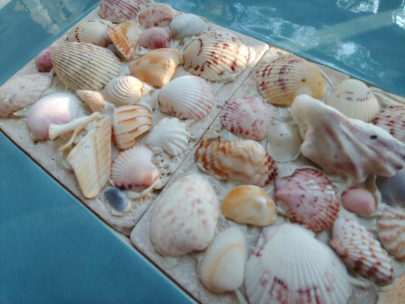 Seashell Tile: Coastal Decor, Beach Wedding Accent (6" X 6" Tumbled ...