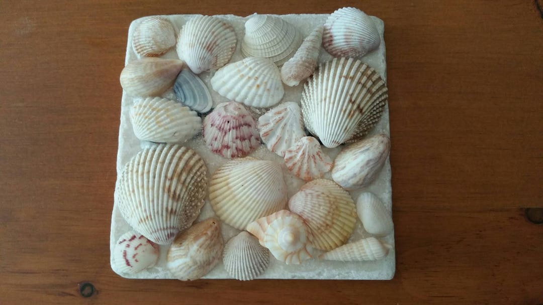 Seashell Tile: Coastal Decor, Fireplace Accent (4x4 Tumbled Stone) - Etsy