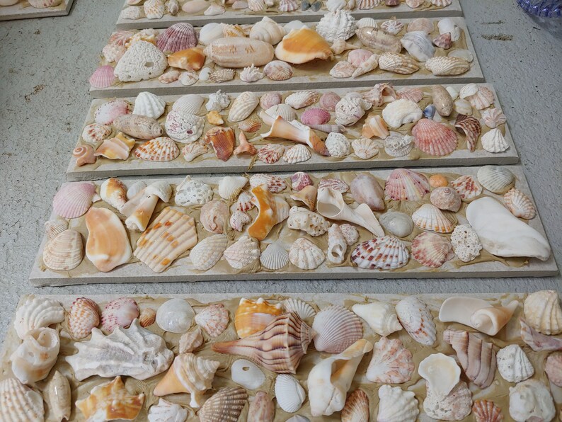 Seashell Mosaic Tile: Coastal Decor, Fireplace Accent (3" X 12 1/4") - Etsy