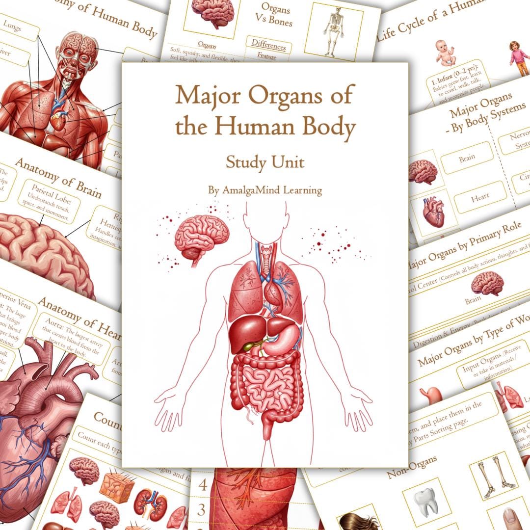 Human Body Unit Study, Human Organs, Human Anatomy, Heart Anatomy ...