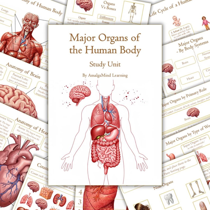 Human Body Unit Study, Human Organs, Human Anatomy, Heart Anatomy ...