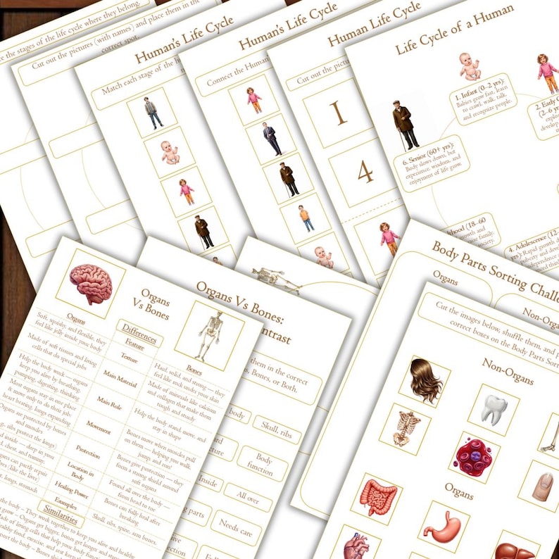 Human Body Unit Study, Human Organs, Human Anatomy, Heart Anatomy ...