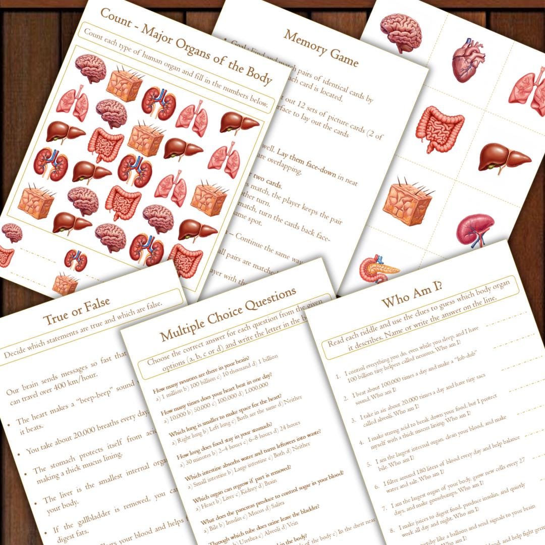 Human Body Unit Study, Human Organs, Human Anatomy, Heart Anatomy ...