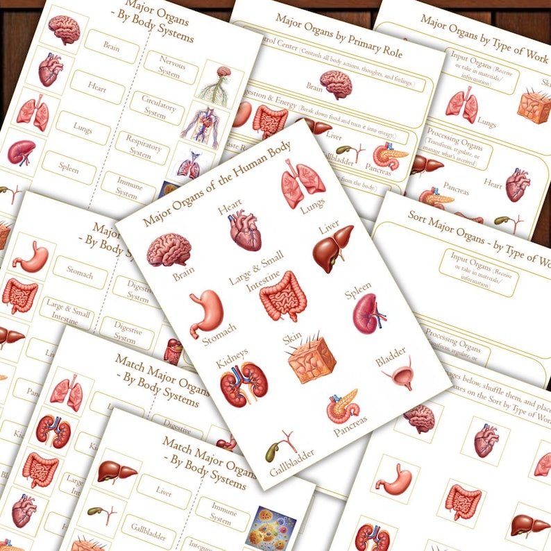 Human Body Unit Study, Human Organs, Human Anatomy, Heart Anatomy ...